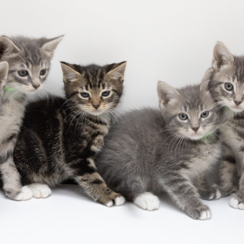 The Burn | PURRFECT: MEOWS CORNER CAT CAFE COMING TO STERLING - The Burn