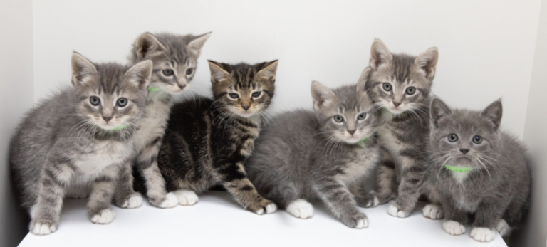 PURRFECT: MEOWS CORNER CAT CAFE COMING TO STERLING - The Burn