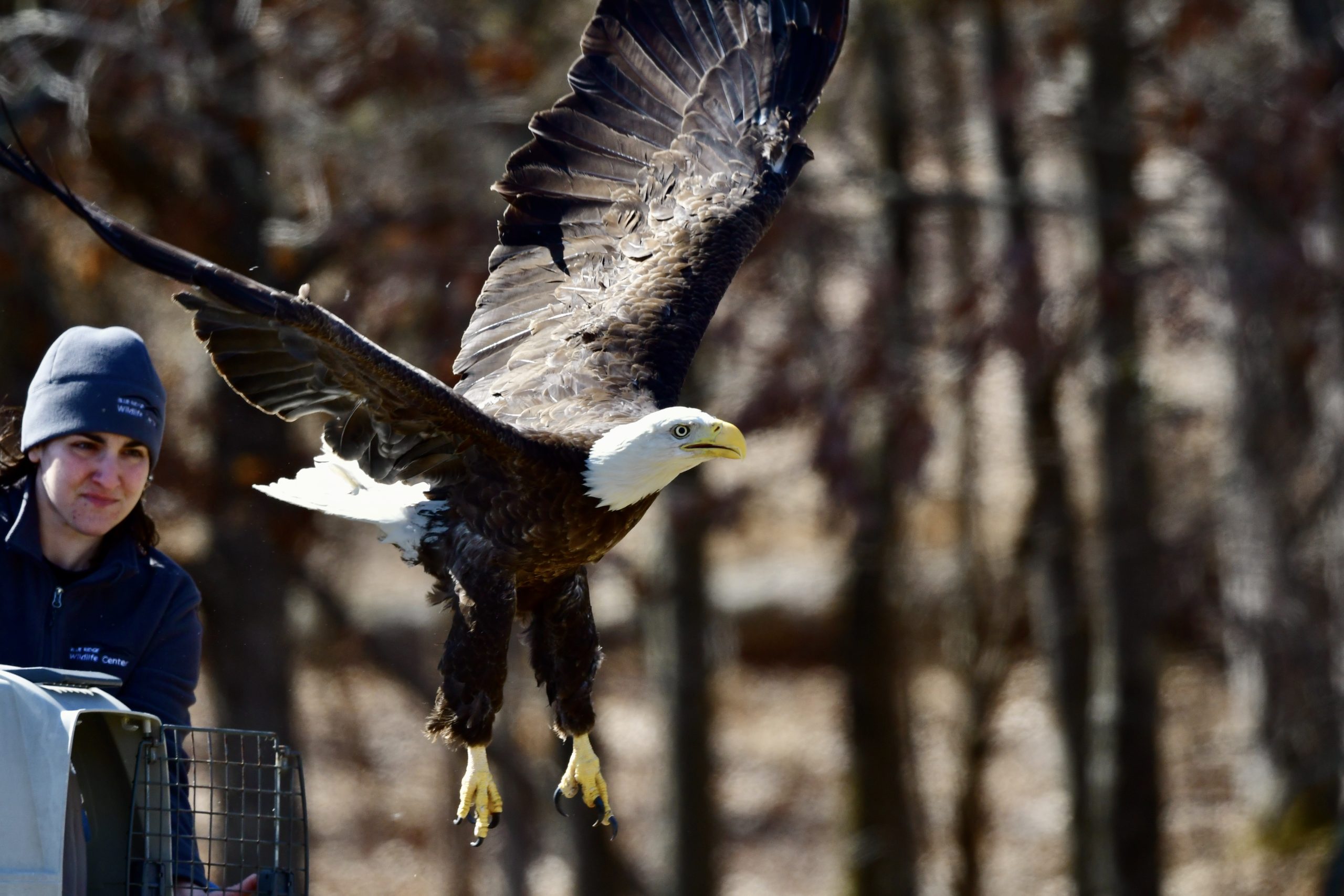 Eagle rescued on Sycolin Road released back into the wild