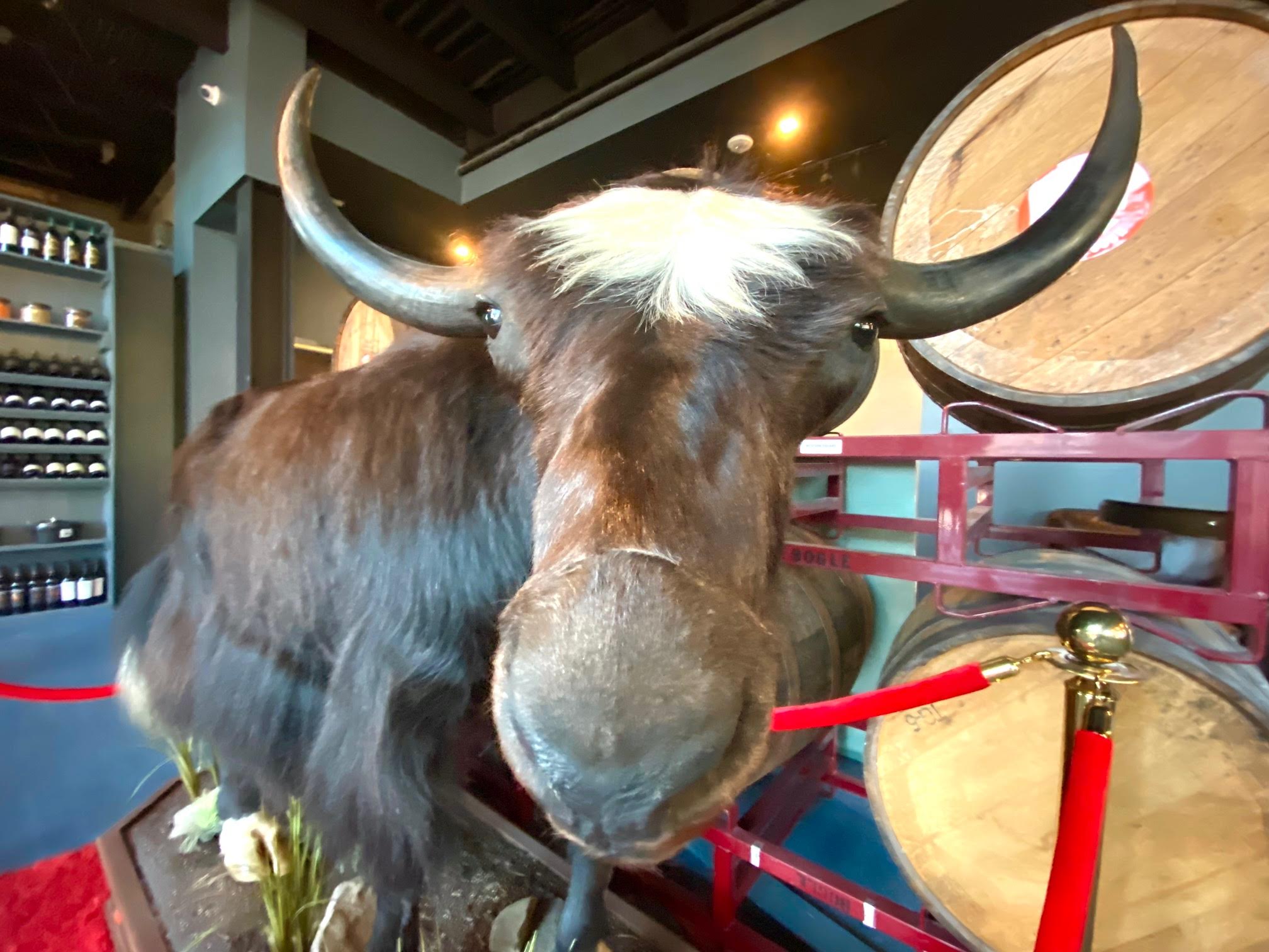 Himalayan Wild Yak opens next week in Ashburn - The Burn