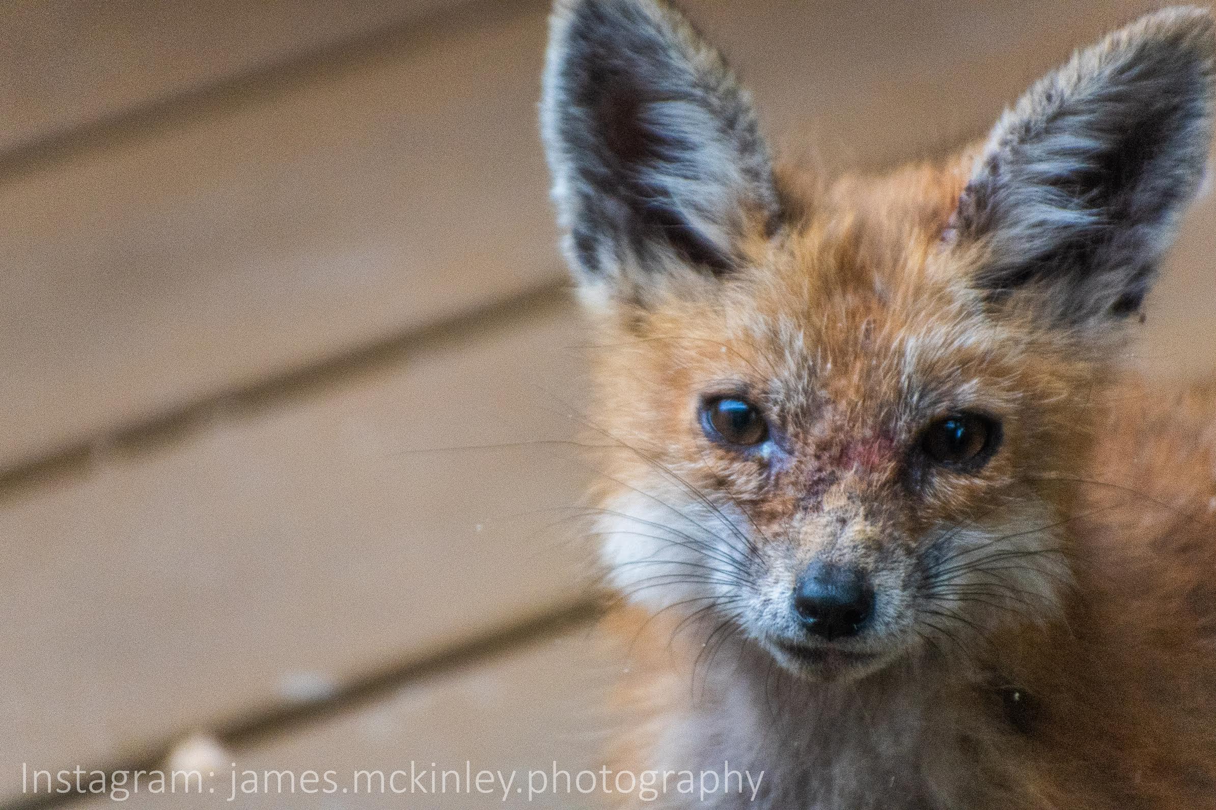 Picture of the Week: Young fox visits South Riding family - The Burn
