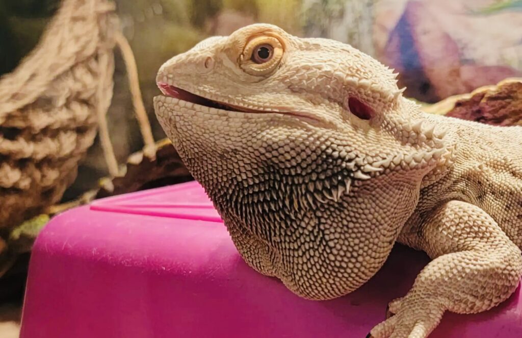 Reptile House preparing to open at the Dulles Town Center - The Burn