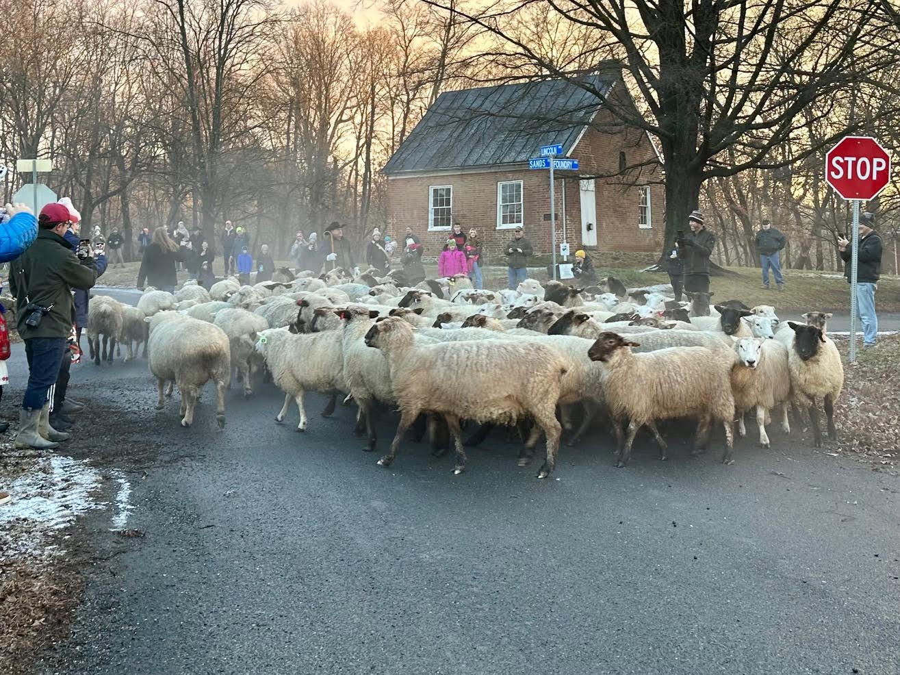 Sheep fill the streets of tiny Loudoun village for annual journey - The ...